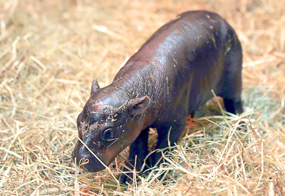 Pygmy hippos compete in cuteness competition | News, Sports, Jobs ...